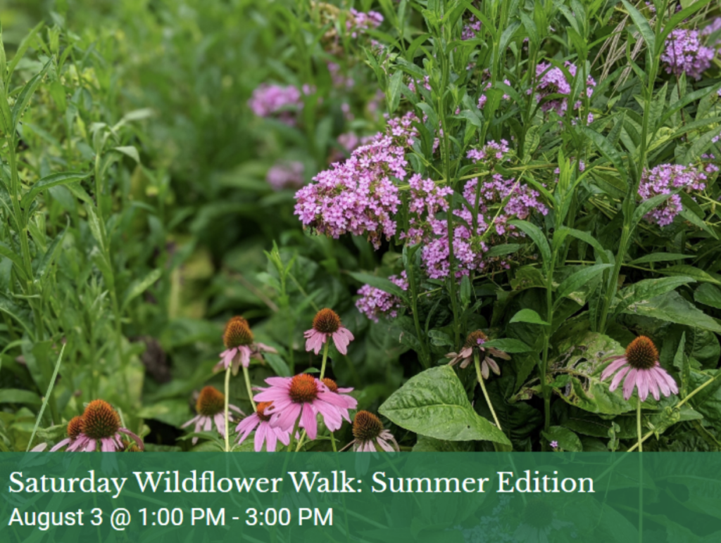 Tyler Arboretum: Saturday Wildflower Walk: Summer Edition - Visit Delco PA